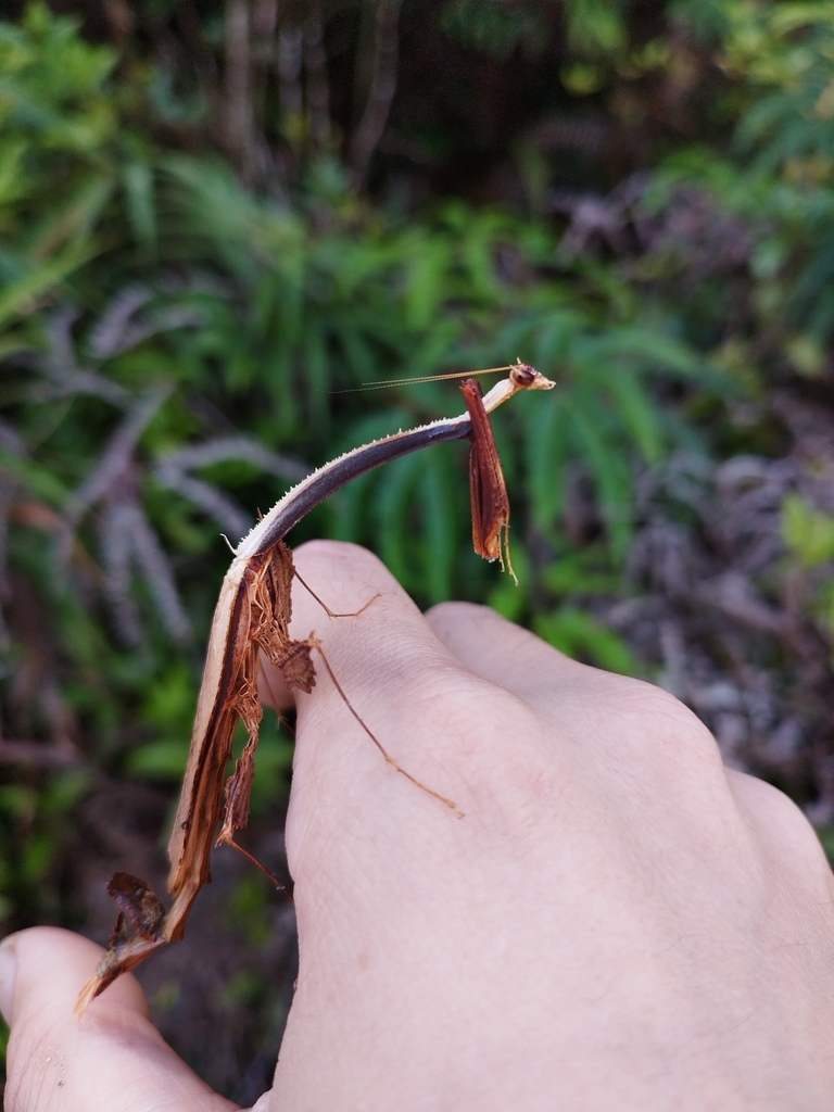 Feather Mantis from Genting Highlands, Pahang, Malaysia on September 26 ...