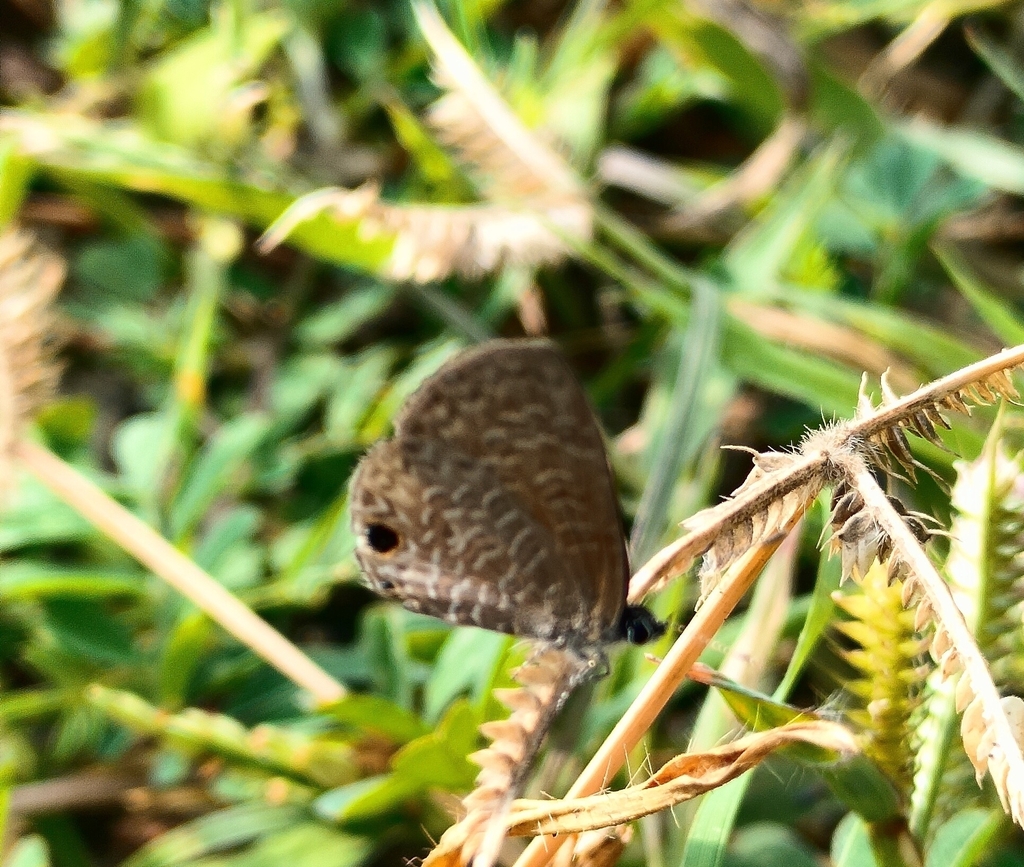 Tailless Lineblue from HQQ3+7PG, Mhow Gaon, Shahda, Madhya Pradesh ...