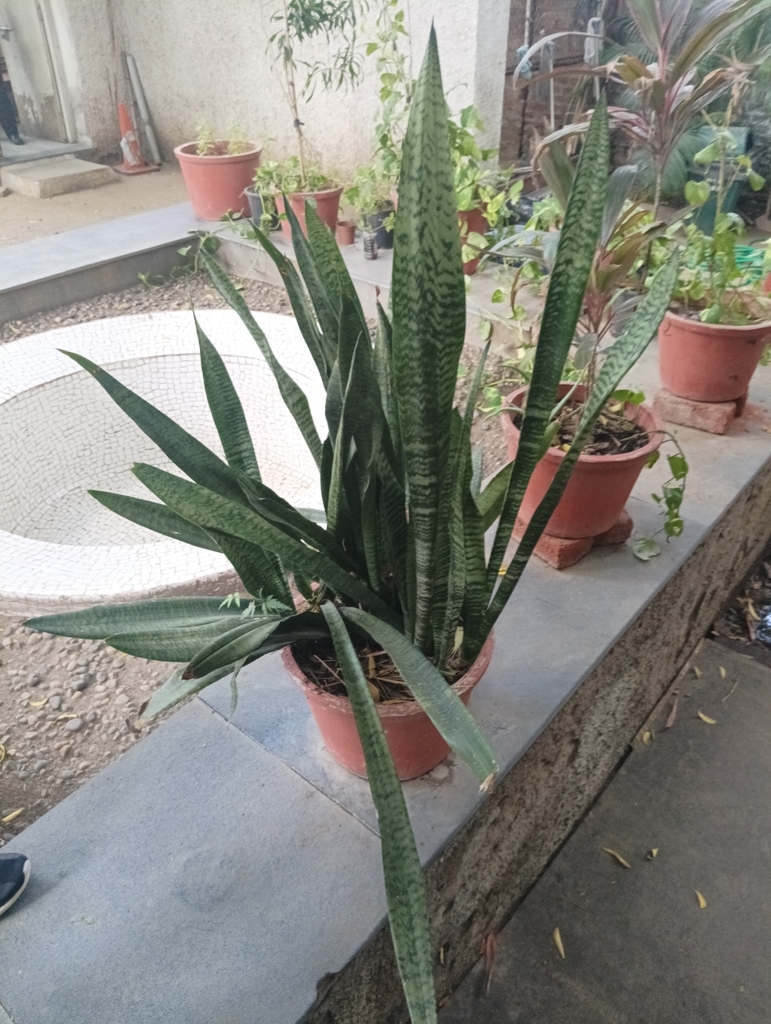 Snake Plant from Jain Upashray (Hira Panna Flats), Roop Nagar ...