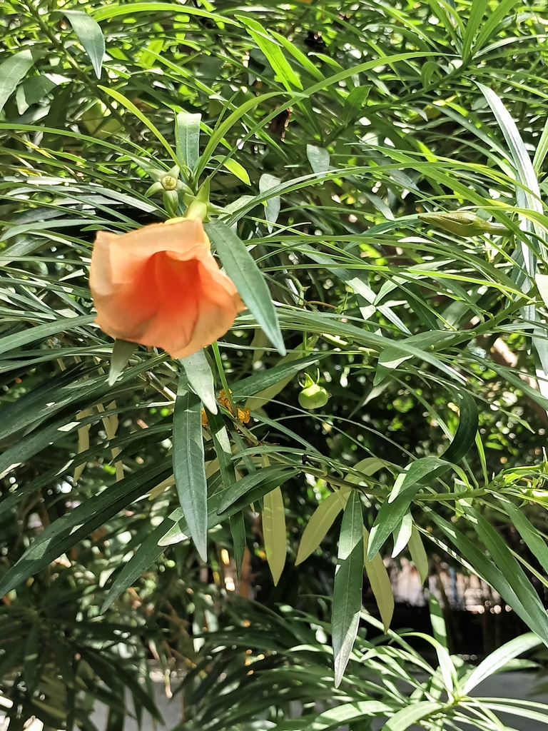 Be-still tree from Jain Upashray (Hira Panna Flats), Roop Nagar ...