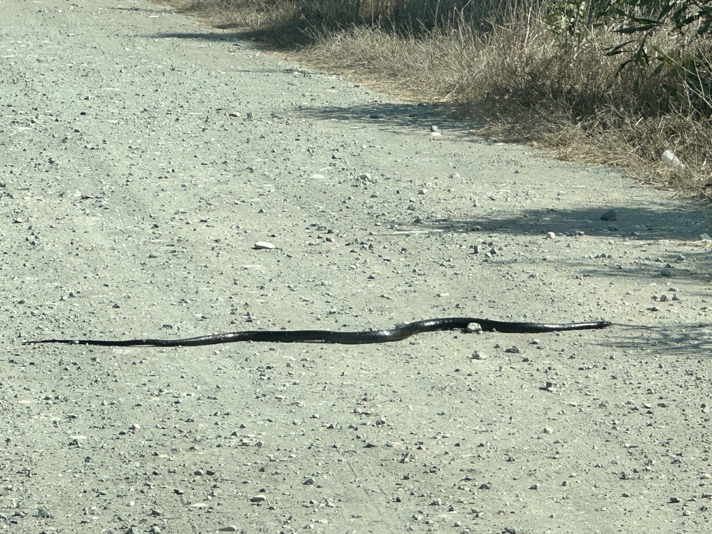 Large Whip Snake from Cyprus on September 4, 2023 at 09:55 AM by ...