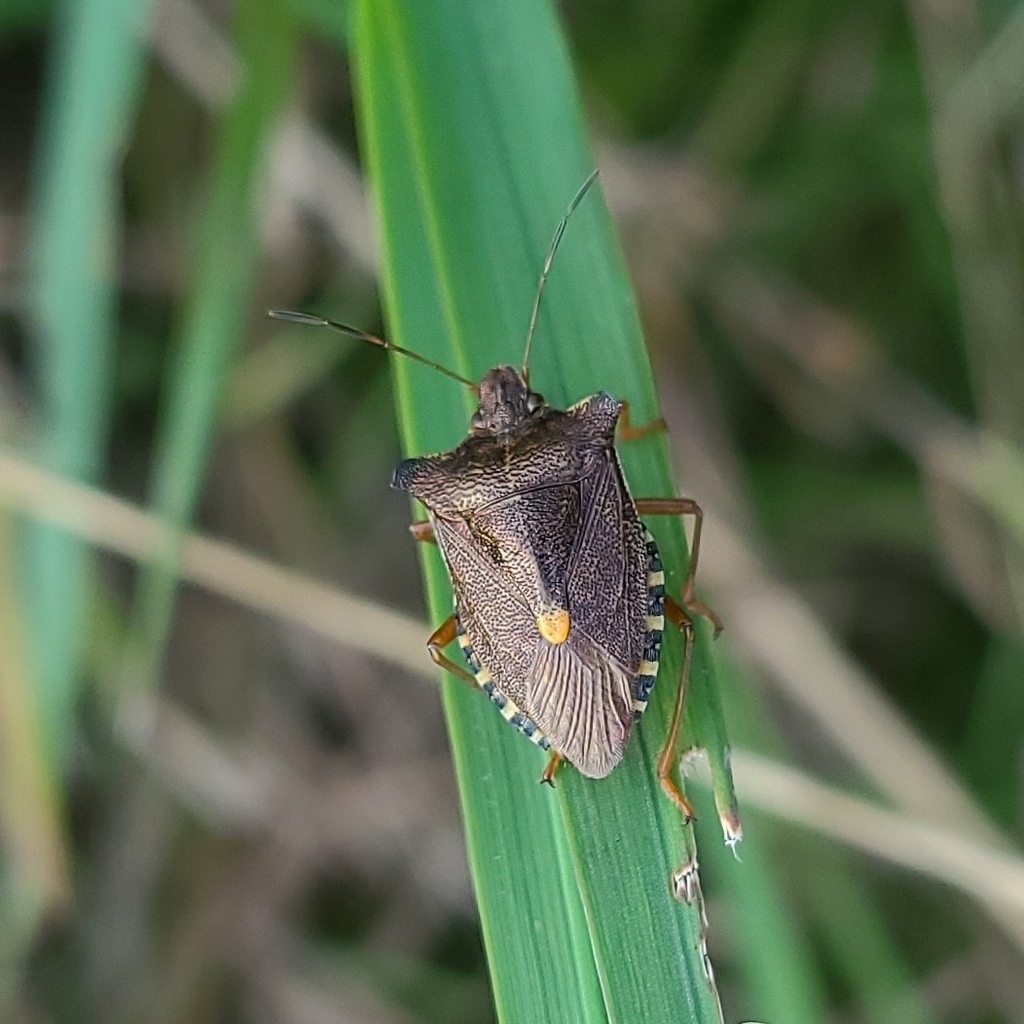 Forest Bug from Willenhall WV13 3BF, UK on September 3, 2023 at 07:57 ...