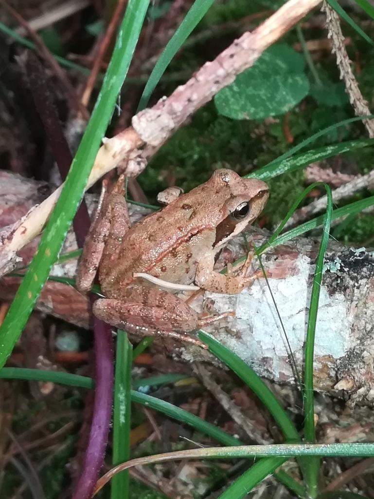 European Common Frog from 36010 Roana VI, Italia on August 31, 2023 at ...
