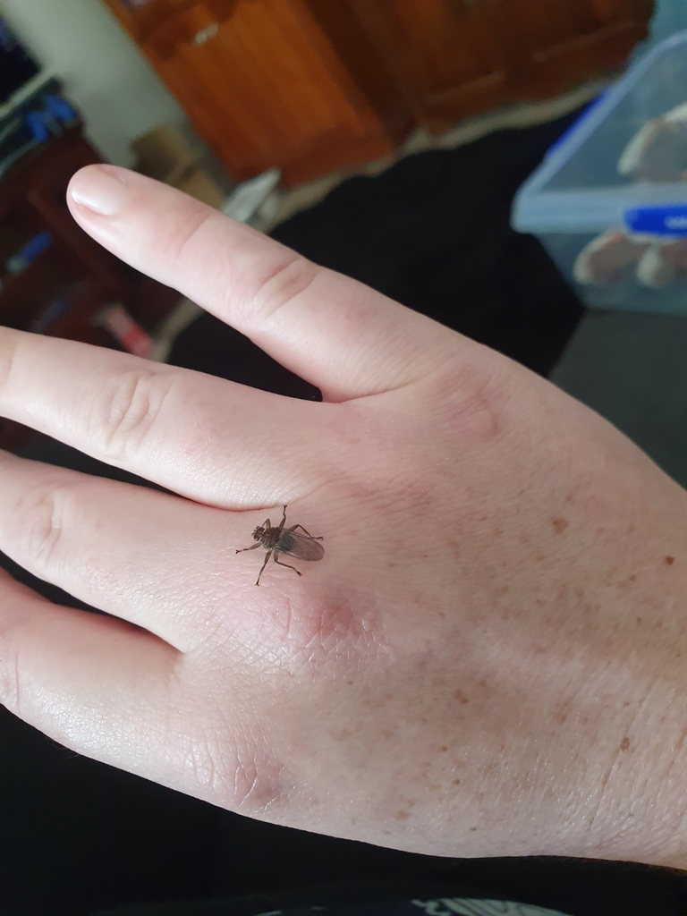 Louse Flies from Upper Caboolture QLD 4510, Australia on July 14, 2023 ...