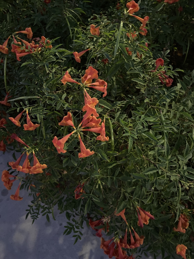 Tecomeae from SV Desai Marg, Ahmedabad, GJ, IN on September 4, 2023 at ...