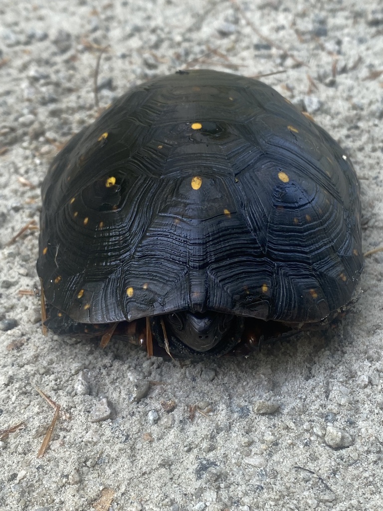 Spotted Turtle in September 2023 by Doug Freecycle · iNaturalist