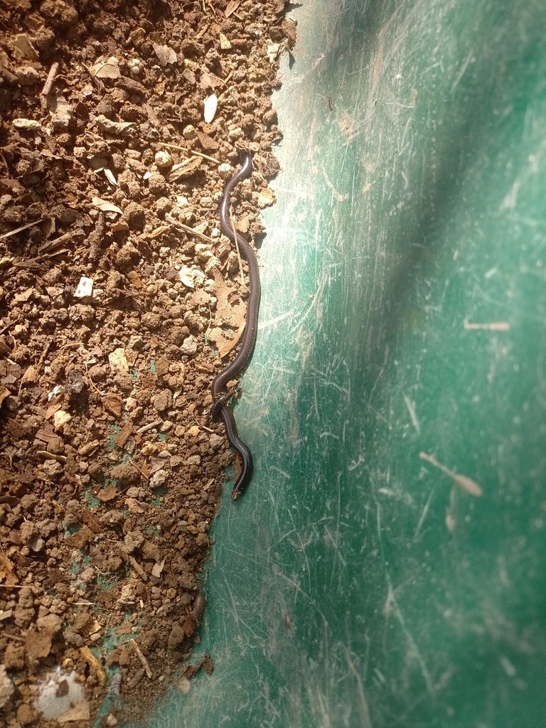 Indotyphlops from San Bernabé, Monterrey, N.L., México on September 4 ...