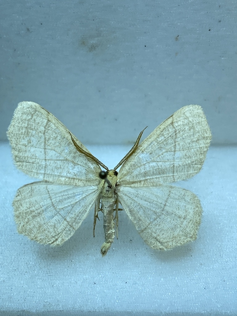 Straw Besma Moth from Cabin Rd, Grantsville, MD, US on June 10, 2023 at ...