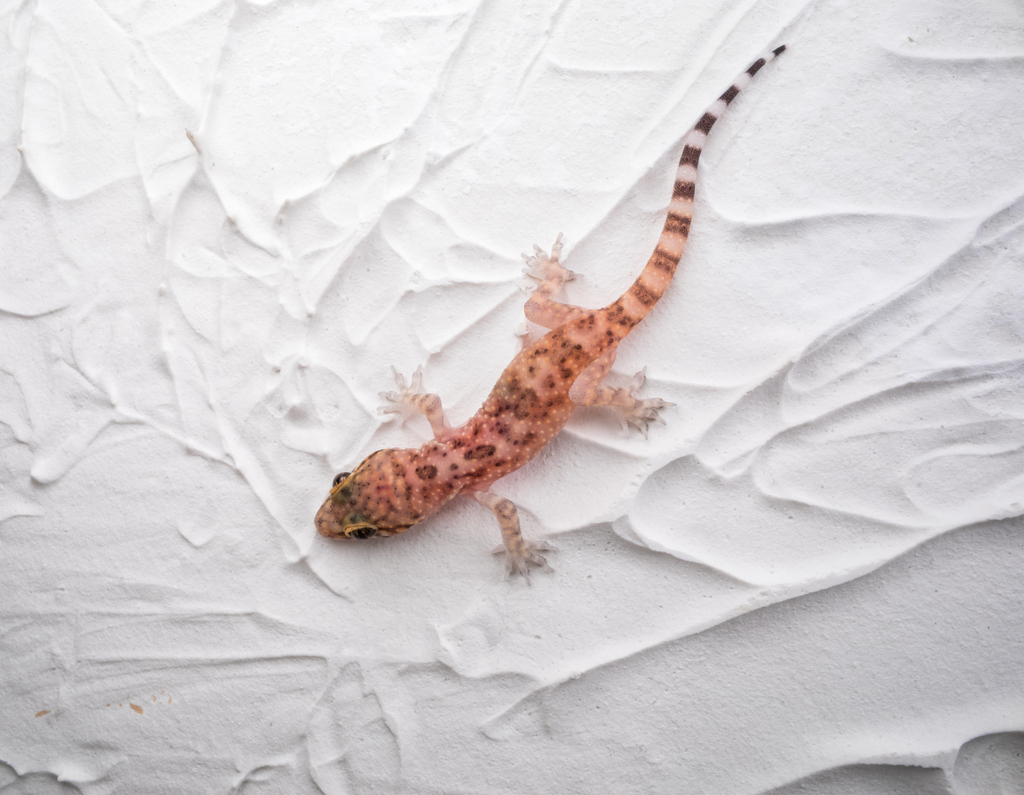 Mediterranean House Gecko from Auburn, AL, USA on September 3, 2023 at ...