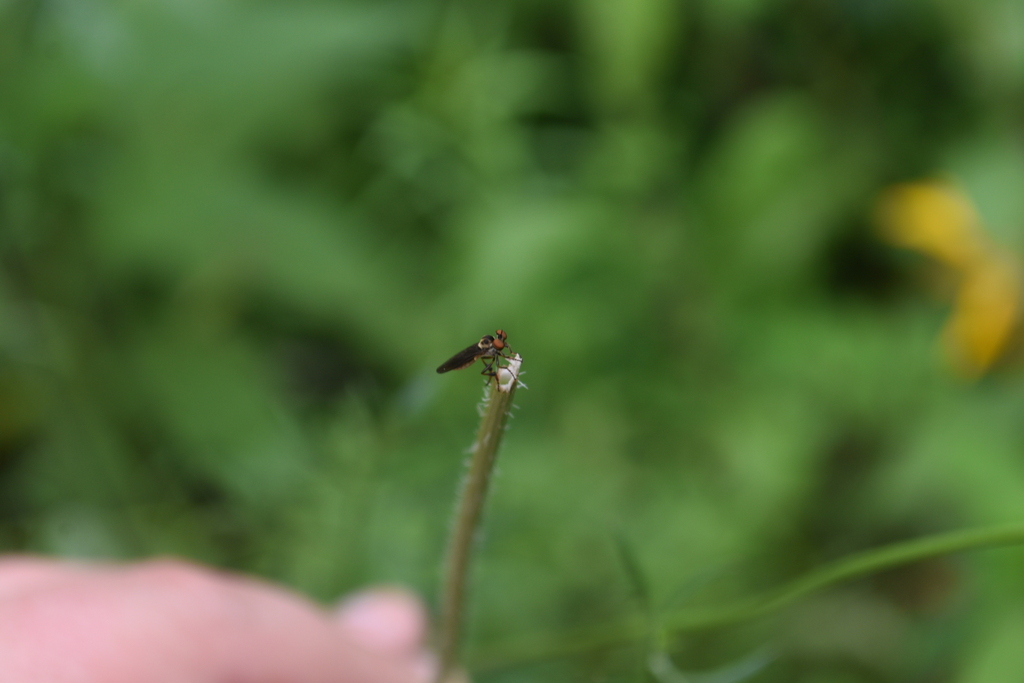 Gnat Ogres from North Olmsted, OH, USA on August 30, 2023 at 12:47 PM ...