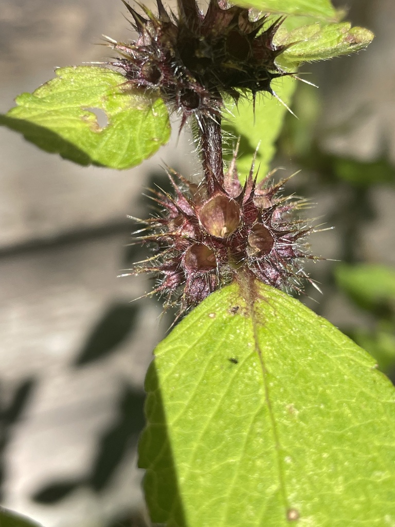 Common hemp-nettle from Nuthatch Way, Davis, WV, US on September 4 ...