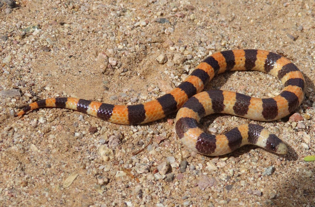 Banded Sand Snake from Pima County, AZ, USA on February 17, 2019 at 01: ...