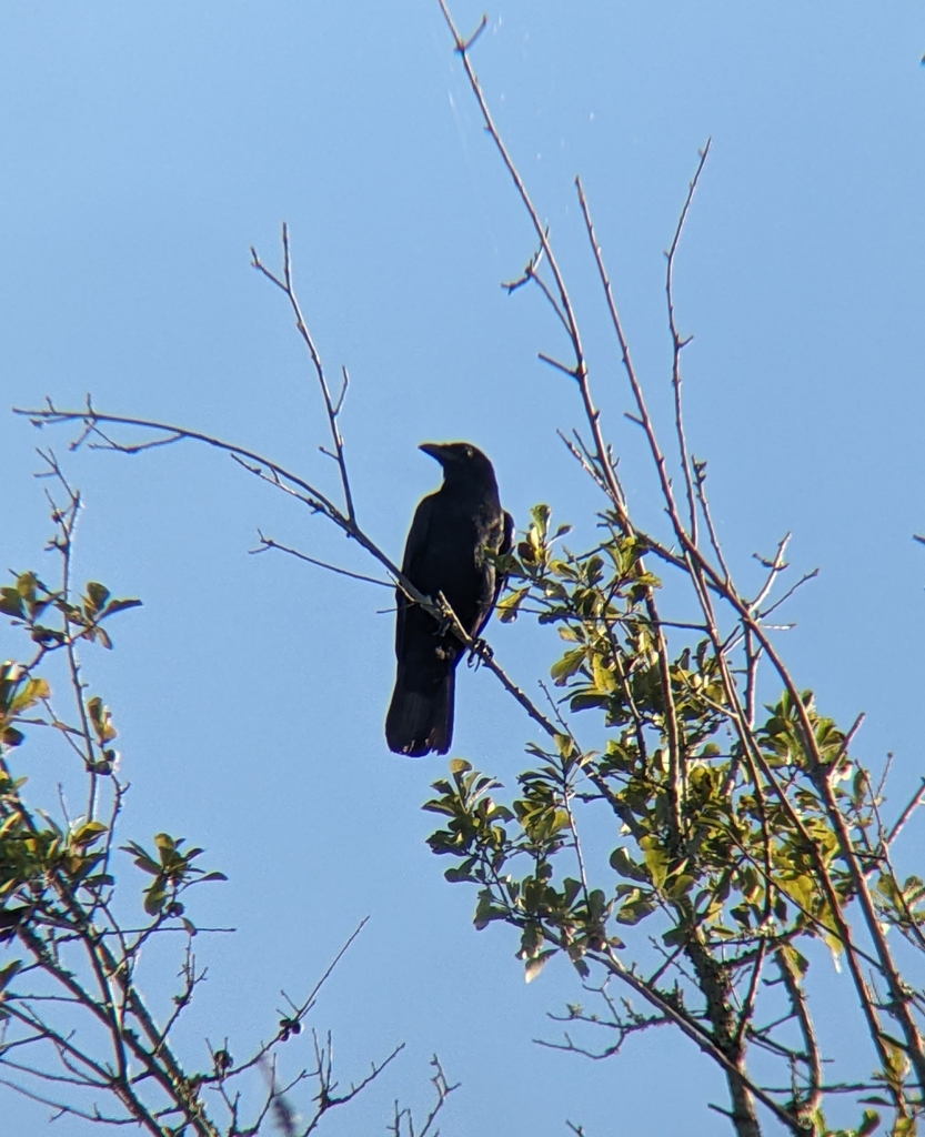 Fish Crow from Enigma, GA 31749, USA on September 4, 2023 at 09:00 AM ...