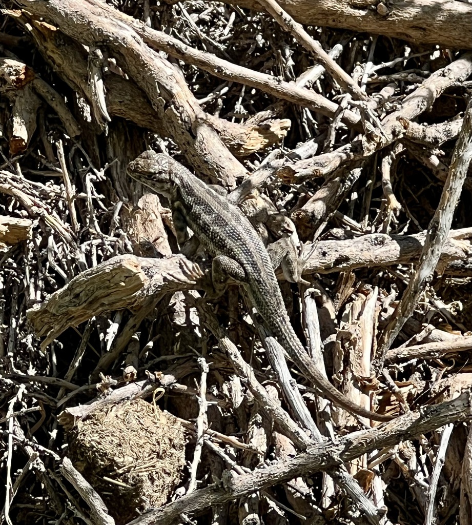Common Sagebrush Lizard from Mono County, CA, USA on August 30, 2023 at ...