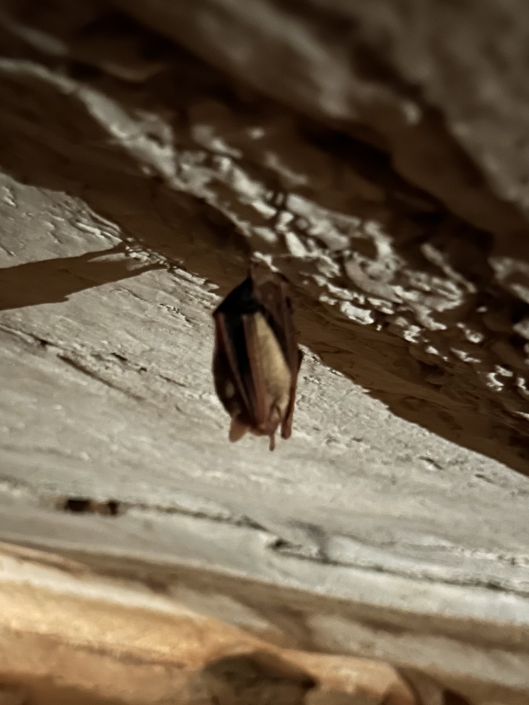 Tricolored Bat from Longhorn Cavern State Park, Burnet, TX, US on ...