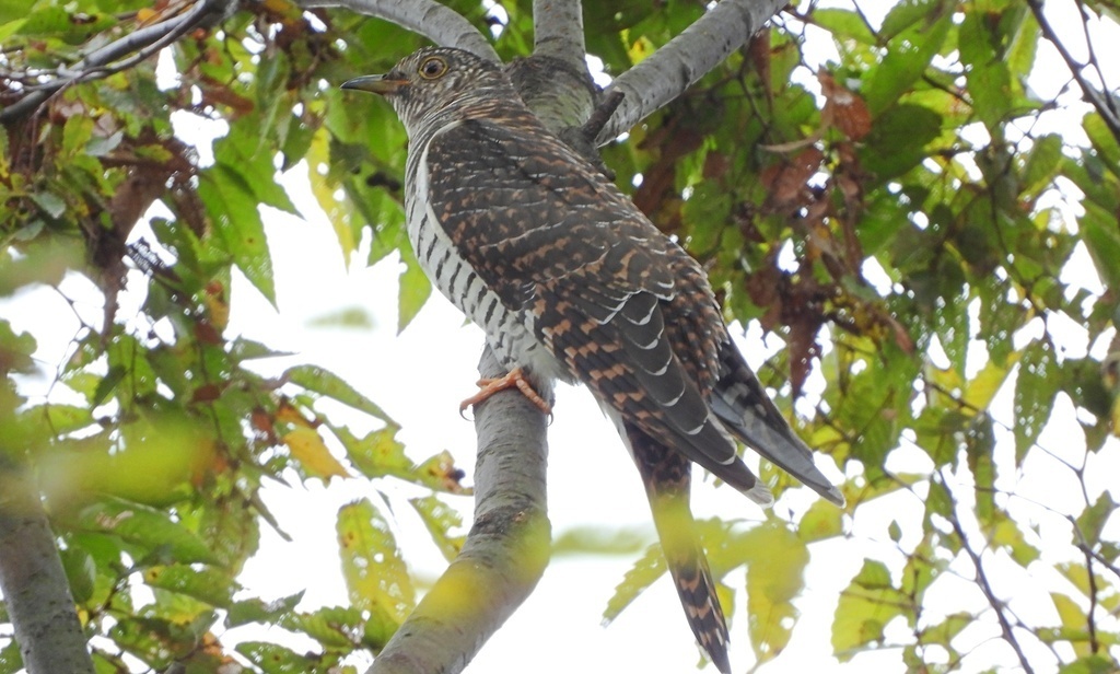 Oriental Cuckoo from Akanoicho, Moriyama, Shiga 524-0061, Japão on October 1, 2021 at 05:50 AM ...