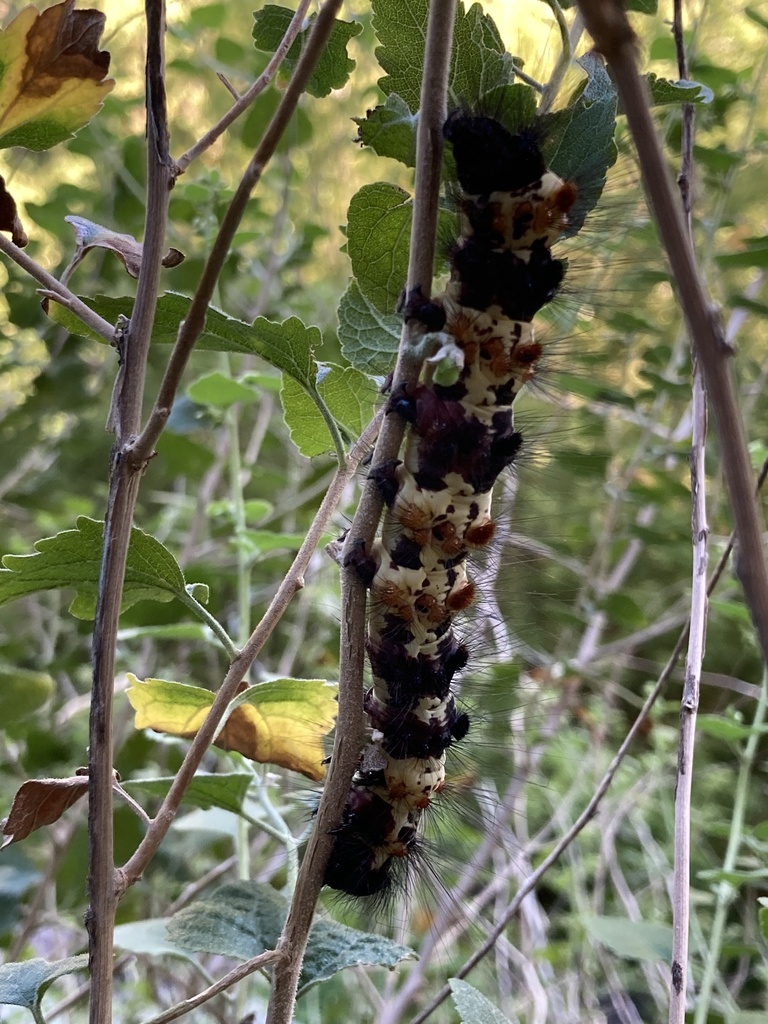 Northern Giant Flag Moth from Gila National Forest, Datil, NM, US on ...
