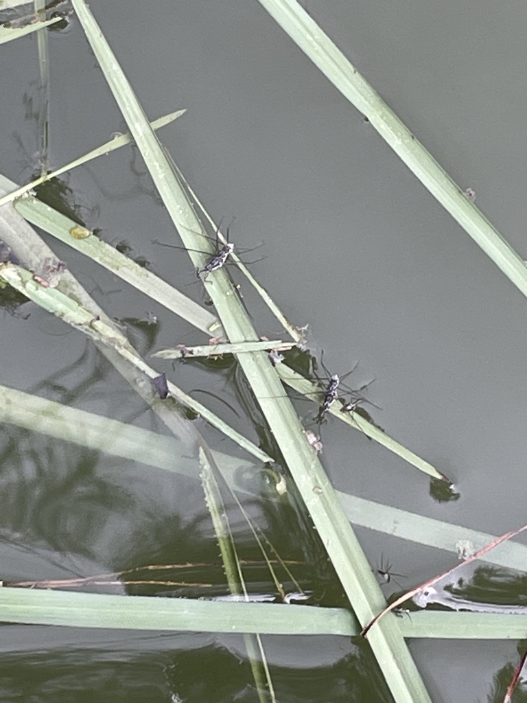 Neogerris hesione from Black Cherry Ct, Prairieville, LA, US on ...