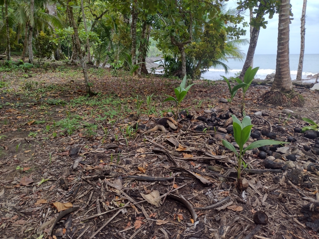 Northern Tamandua from Campanario Biological Station on September 1 ...