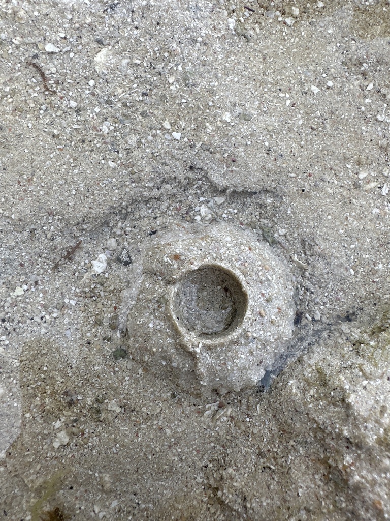 Moon Snails from Hagåtña Bay, Tamuning, Guam, US on July 9, 2023 at 05: ...