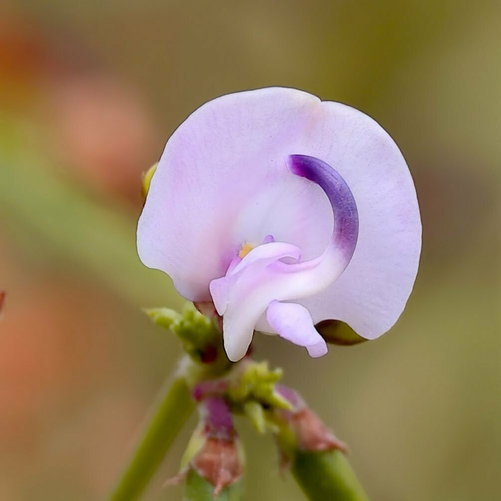 trailing fuzzy-bean from Deer Park, TX, USA on September 4, 2023 at 01: ...