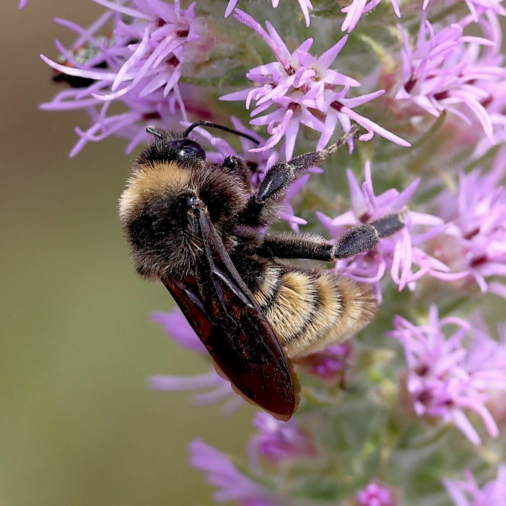 American Bumble Bee from Deer Park, TX, USA on September 4, 2023 at 01: ...