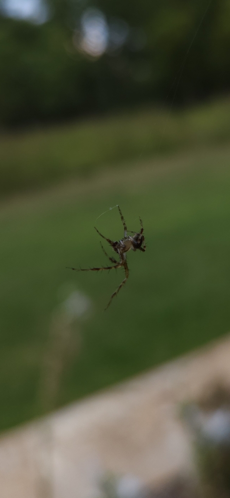 Spiders from Byrnes Mill, MO, USA on September 4, 2023 at 05:46 PM by ...