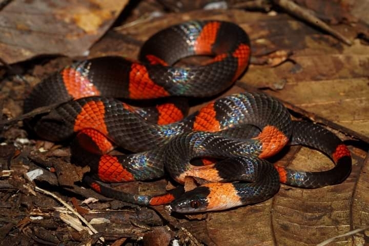 Forest Flame Snake in February 2023 by Jesus Castaneda · iNaturalist