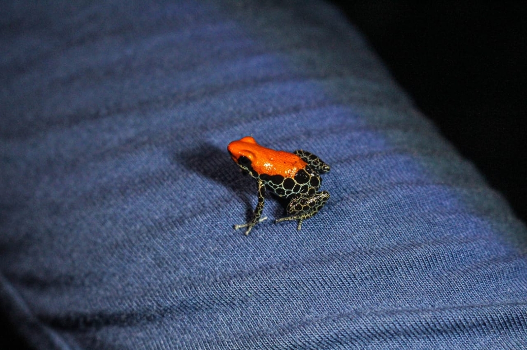 Red-backed Poison Frog from Jardin Botanico Arboretun El Huayo by Jesus ...