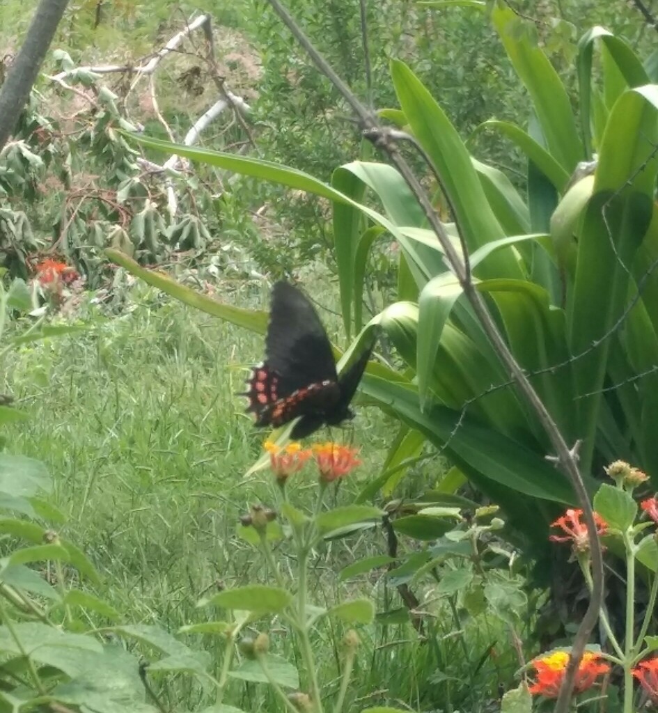 pink-spotted swallowtail from Cabecera Municipal San Andres Huayapam ...