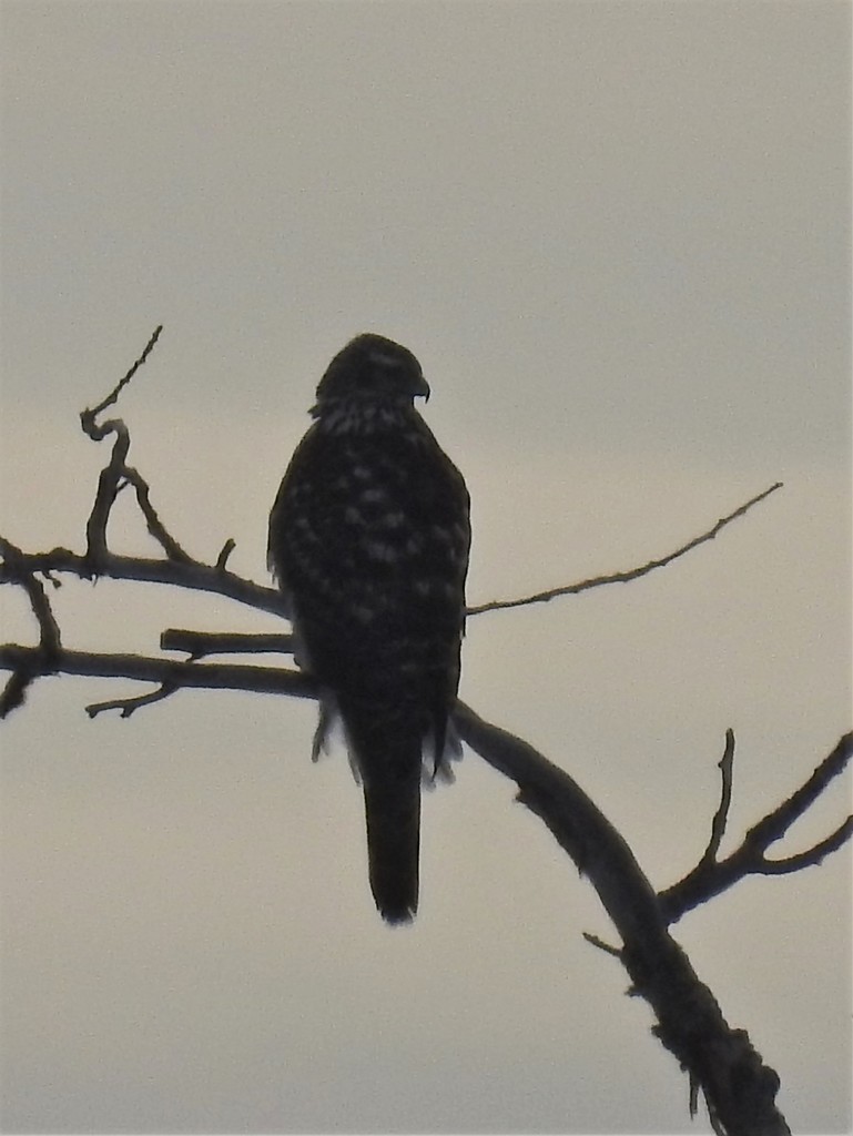 Northern Goshawk from Dawson Township, Rainy River District, Ontario ...