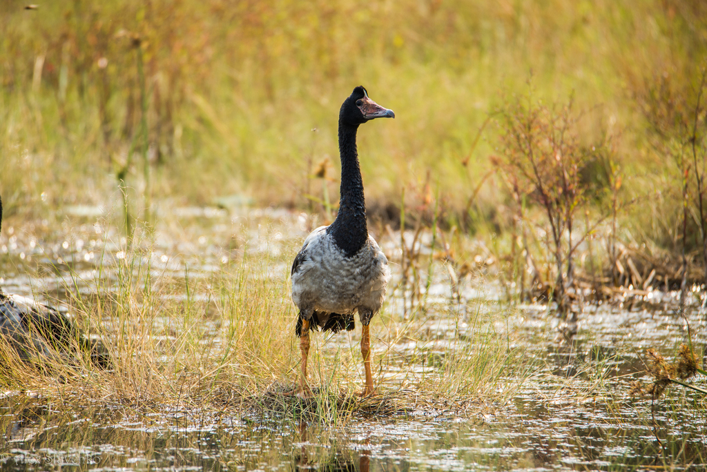 Magpie Goose from Kakadu NT 0822, Australia on May 21, 2018 at 04:24 PM ...