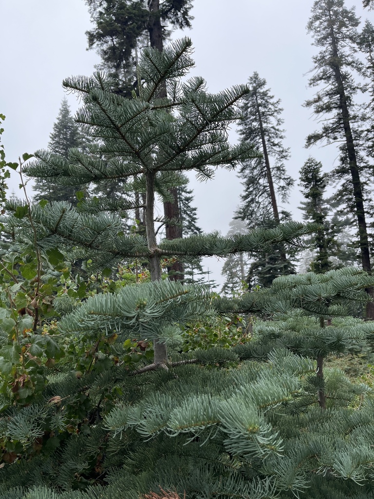 red fir from Kings Canyon/sequoia, Kings Canyon National Park, Sequoia ...