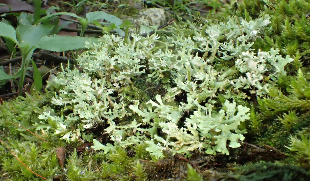 Cladonia ceratophylla from Itatiaia - State of Rio de Janeiro, Brazil ...