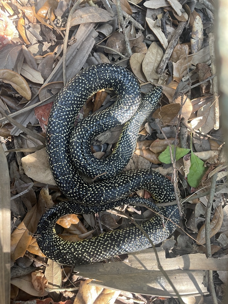 Speckled Kingsnake from CR-556, Cameron, LA, US on September 3, 2023 at 04:24 PM by Carson ...