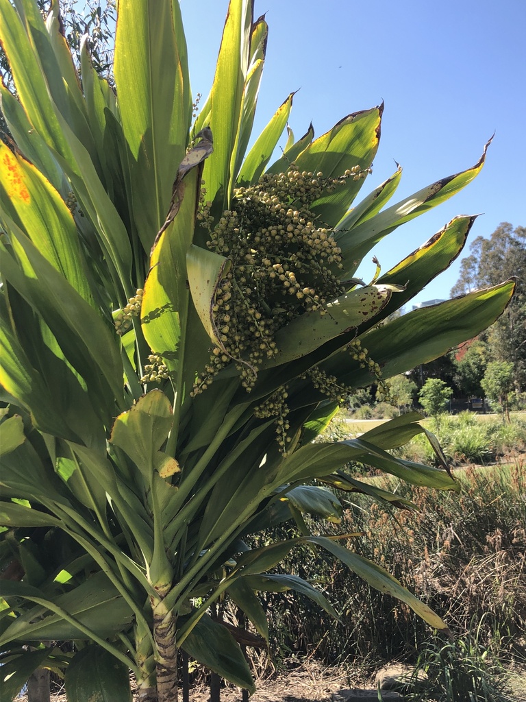 Giant palm-lily from Hanlon Park / Bur'uda, Stones Corner, QLD, AU on ...
