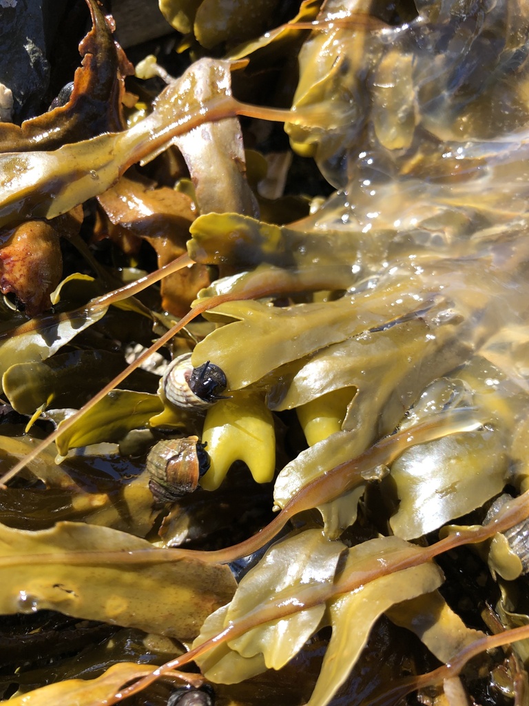 Rockweed from Port Frederick, Hoonah, AK, US on August 28, 2023 at 10: ...