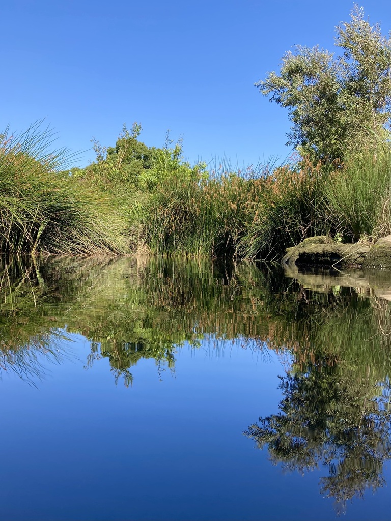 monocots from Hanlon Park / Bur'uda, Stones Corner, QLD, AU on ...
