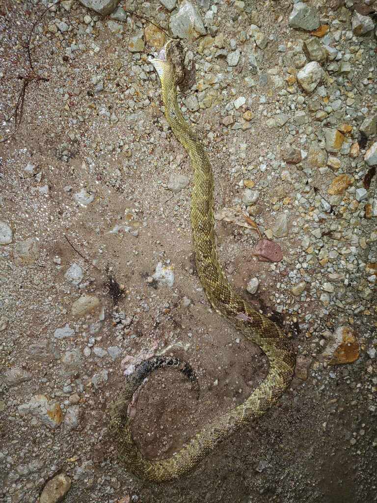 Basilisk Rattlesnake in August 2023 by Jesús Alberto Loc-Barragán. DOR ...