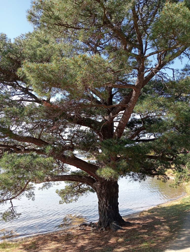 Monterey pine from Cornelian Bay, Queens Walk opp boathouse, New Town ...