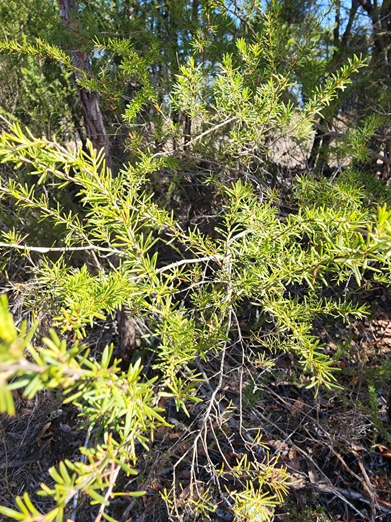Butterfly Bush from Pacific Hwy before Beryl Ave, Mount Colah NSW 2079 ...