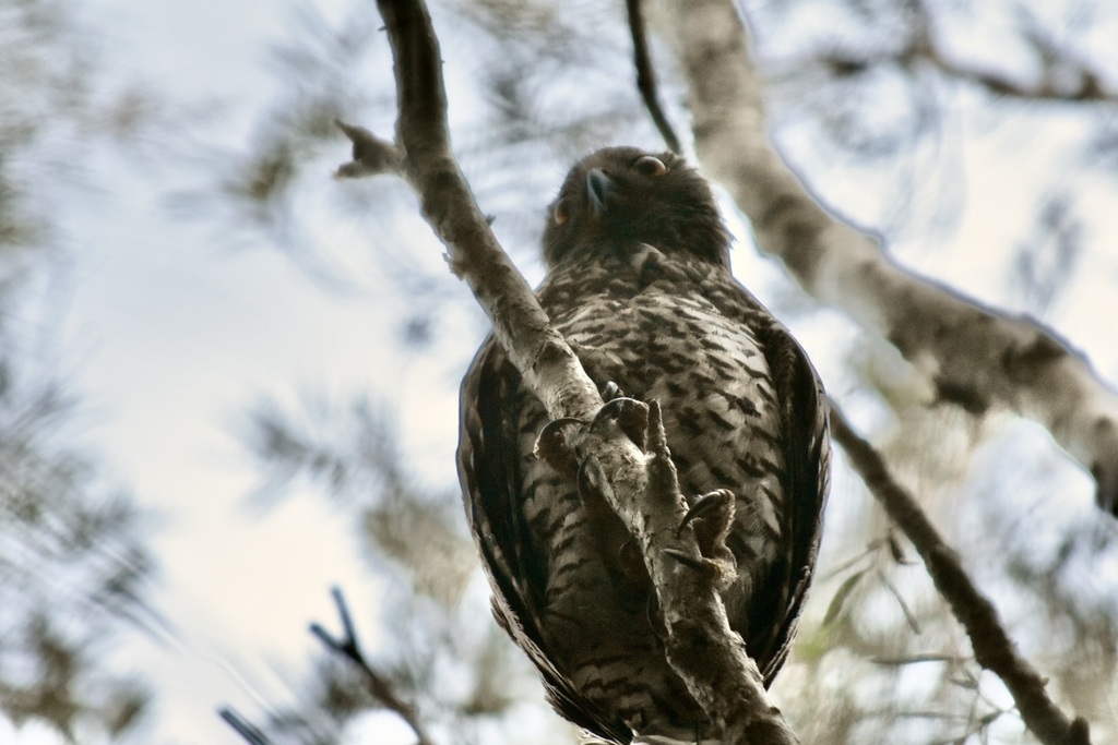 Powerful Owl in November 2020 by Joel Irwin · iNaturalist