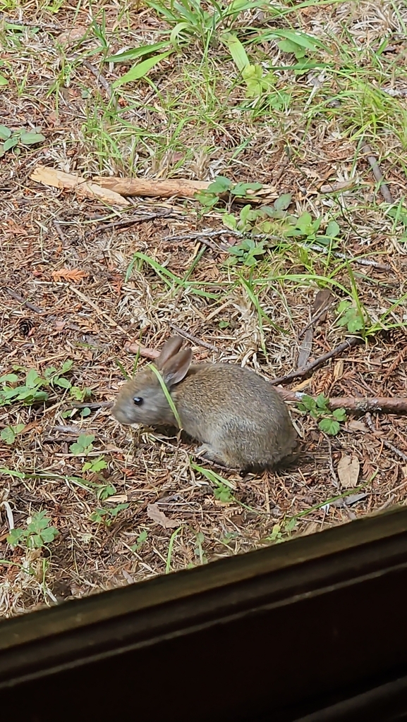 Brush Rabbit from Orick on August 30, 2023 at 11:35 AM by Casen Jaquez ...