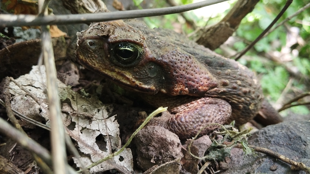 Giant Toad from 45720 Jal., México on August 26, 2023 at 12:56 PM by ...