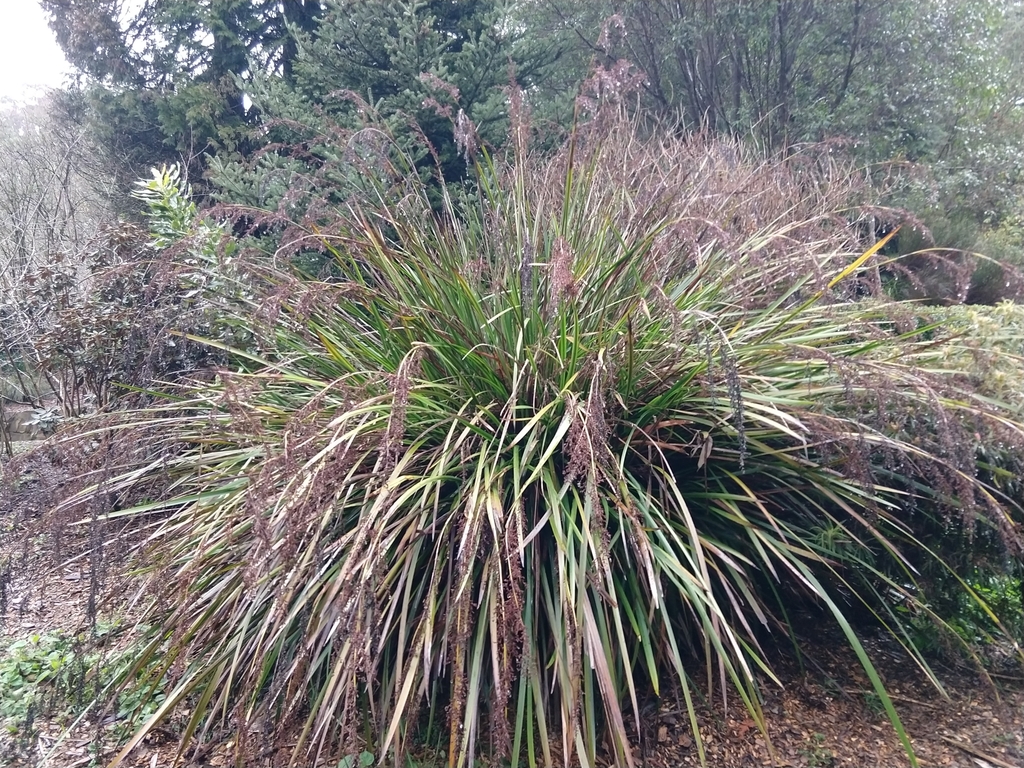 tall sword-sedge from Dandenong Ranges Botanic Garden, National ...