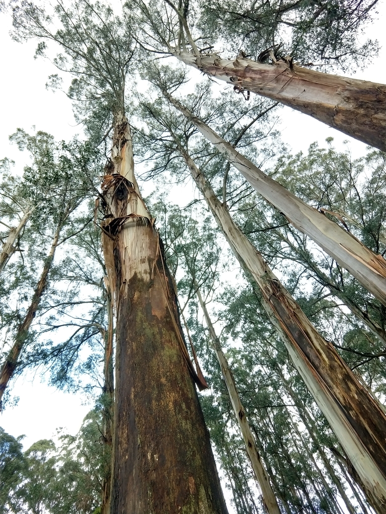 Australian Mountain Ash from Olinda VIC 3788, Australia on September 5 ...