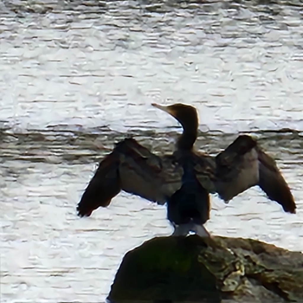 Cormorants and Shags from Mernda VIC 3754, Australia on September 5 ...