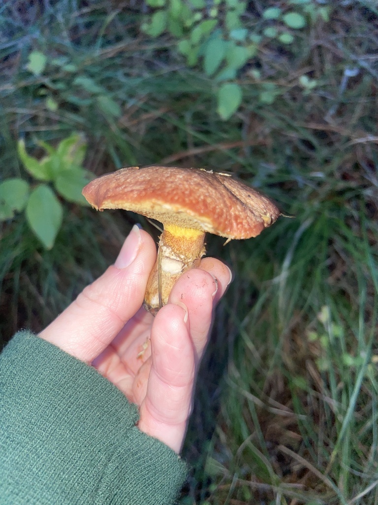 Western Painted Suillus from University of Idaho - McCall Outdoor ...
