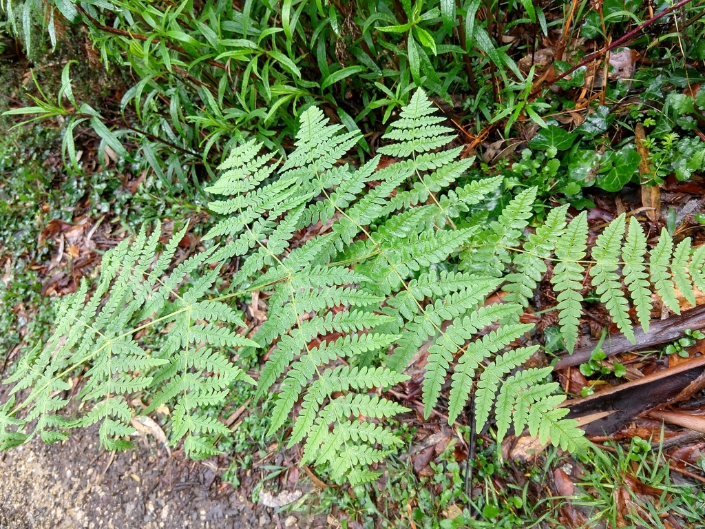 Water Fern from Olinda VIC 3788, Australia on September 5, 2023 at 10: ...