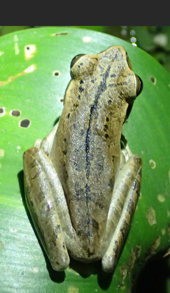 Chaco Tree Frog from Poconé - State of Mato Grosso, 78175-000, Brazil ...
